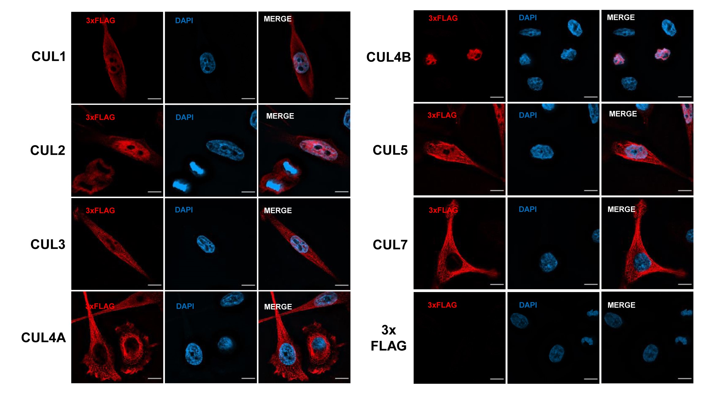 Site-specific Protein Removal in Transcriptional and Epigenetic ...